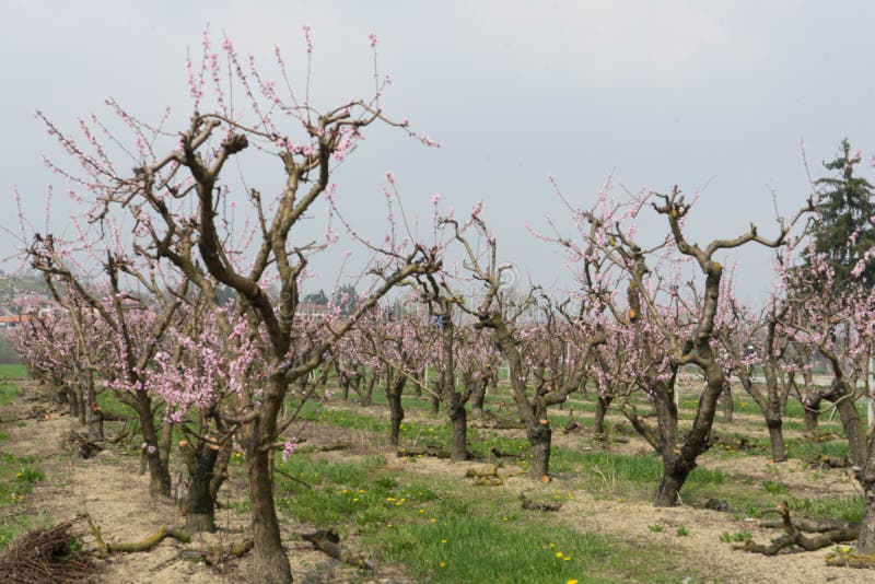 Peach flowers in spring stock photo. Image of farm, flora - 183576170