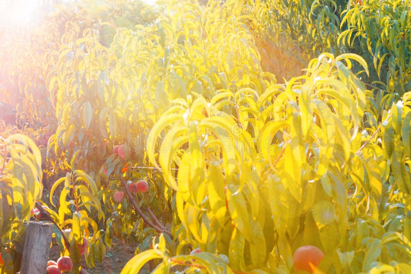Peach Trees with Ripe Fruit on Branches at Sunset Stock Image - Image ...