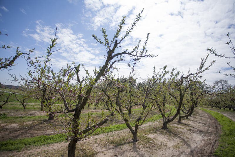 Peach Trees in Rows in a Orchard in the Spring Stock Image - Image of ...