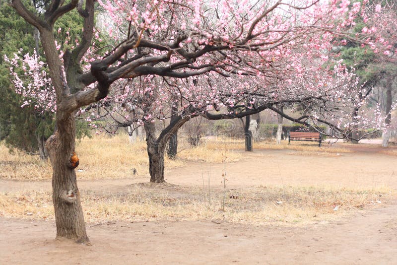 Peach trees in spring stock photo. Image of pink, ground - 30590166