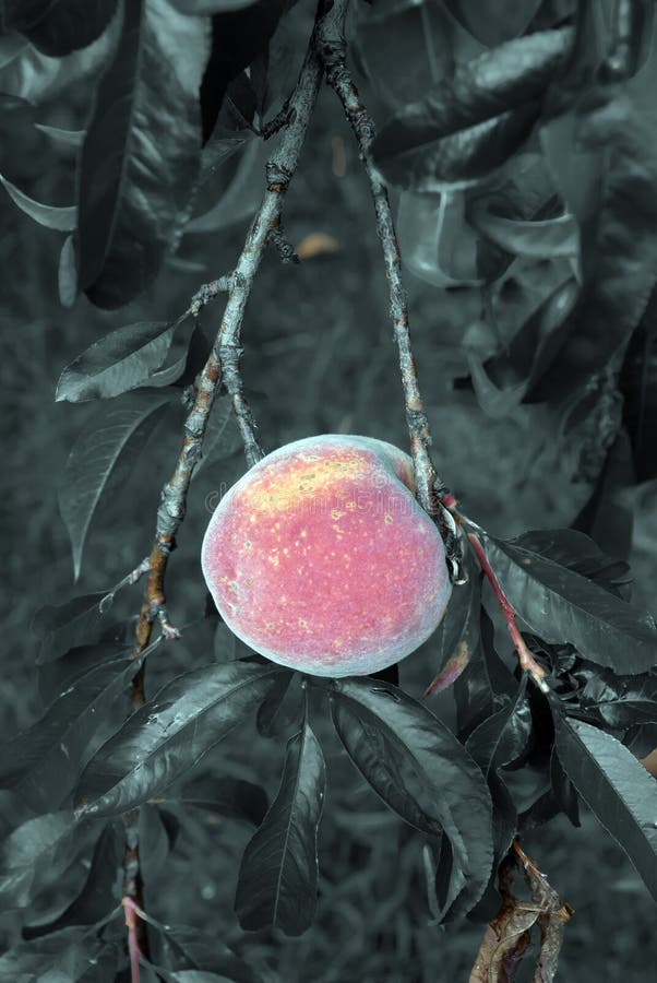 Peach in a Triangle â€“ Isolated - Abstraction Stock Photo - Image of ...