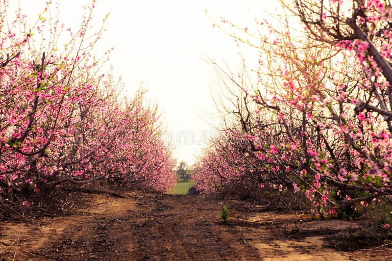 Peach valley stock photo. Image of peach, pink, valley - 143698530