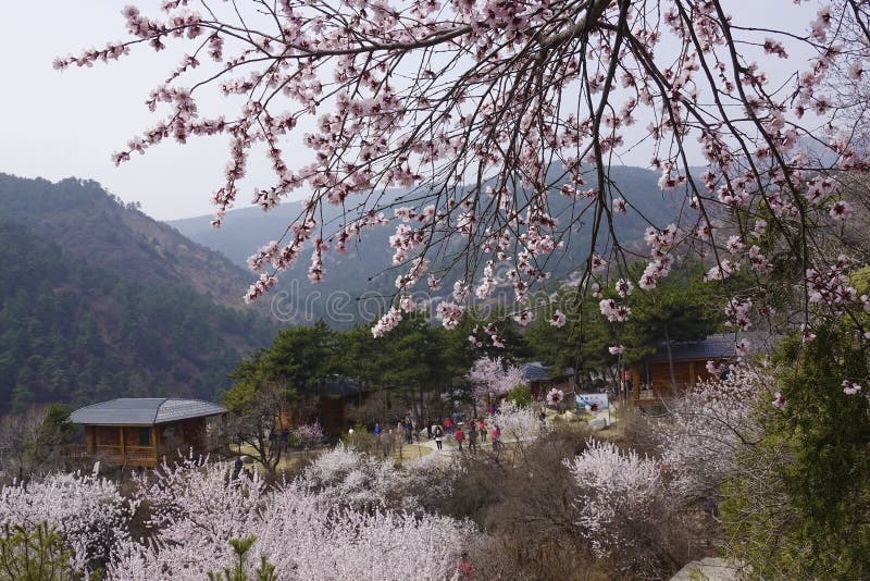 Peach Valley editorial image. Image of natural, trees - 90209065