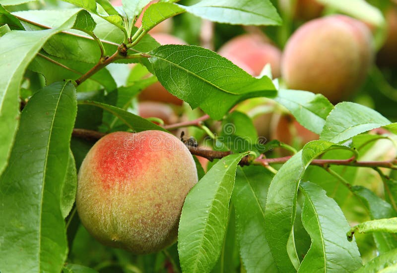 Peach vine in the tree stock image. Image of vegetable - 255940797