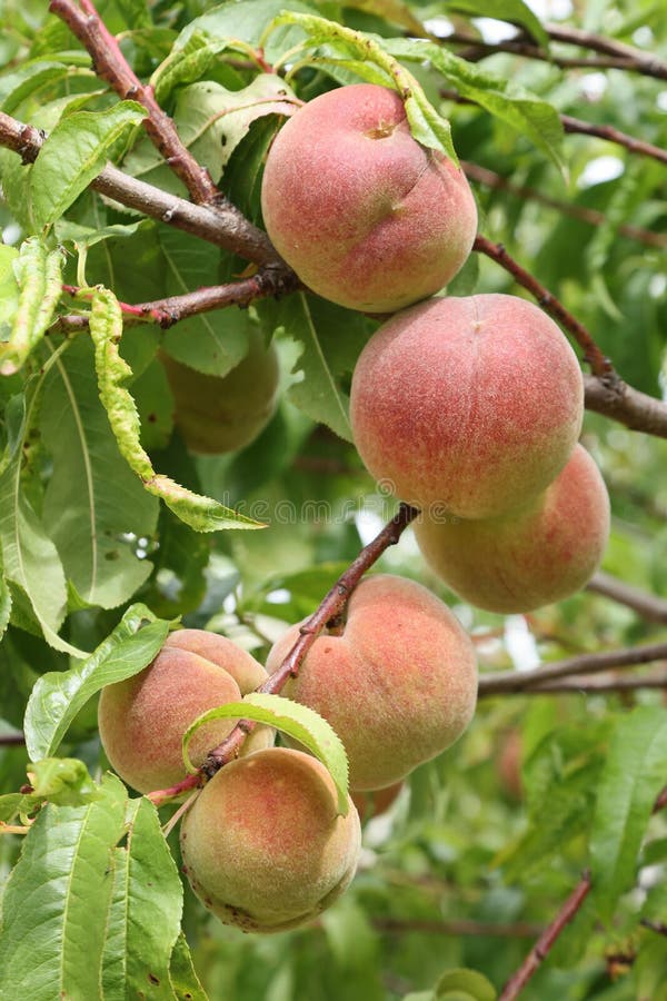 Peach vine in the tree stock image. Image of summer - 255940813