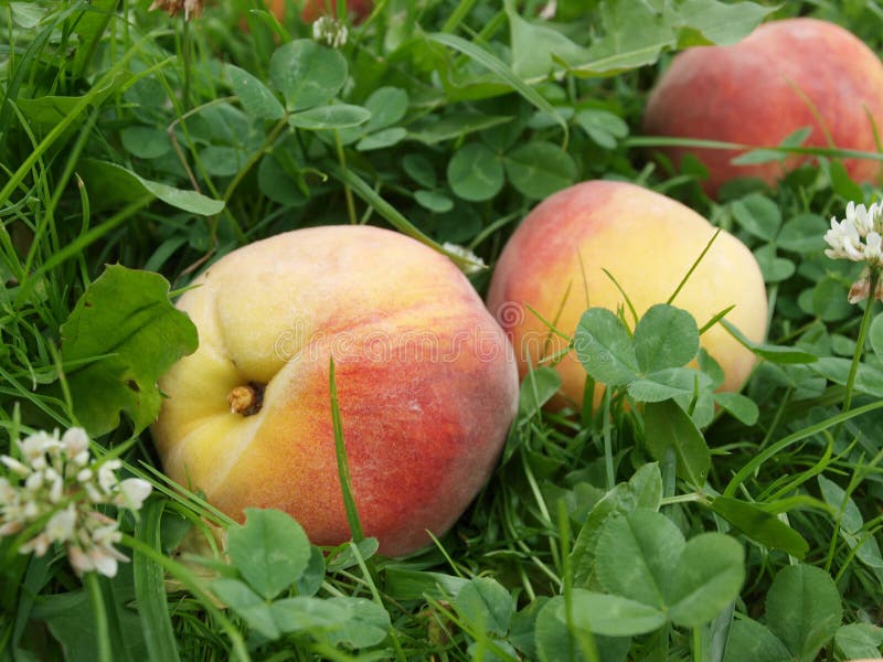Peaches stock image. Image of vitamin, summer, grass - 22758015