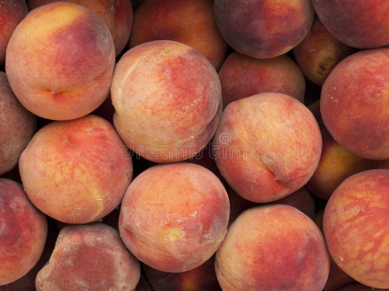 Peaches stock photo. Image of orange, nature, display - 26095458