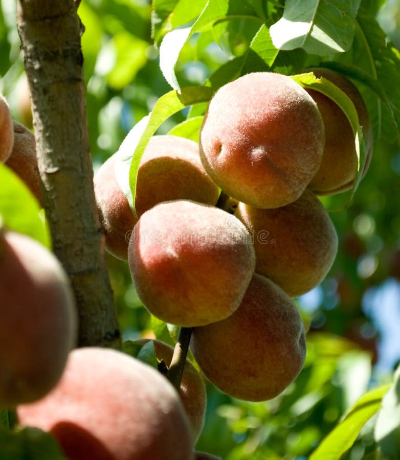 Peaches stock image. Image of green, agriculture, deciduous - 6444707