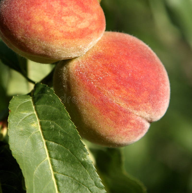 Fuzzy Peaches Growing stock image. Image of harvest, fuzzy - 13966599