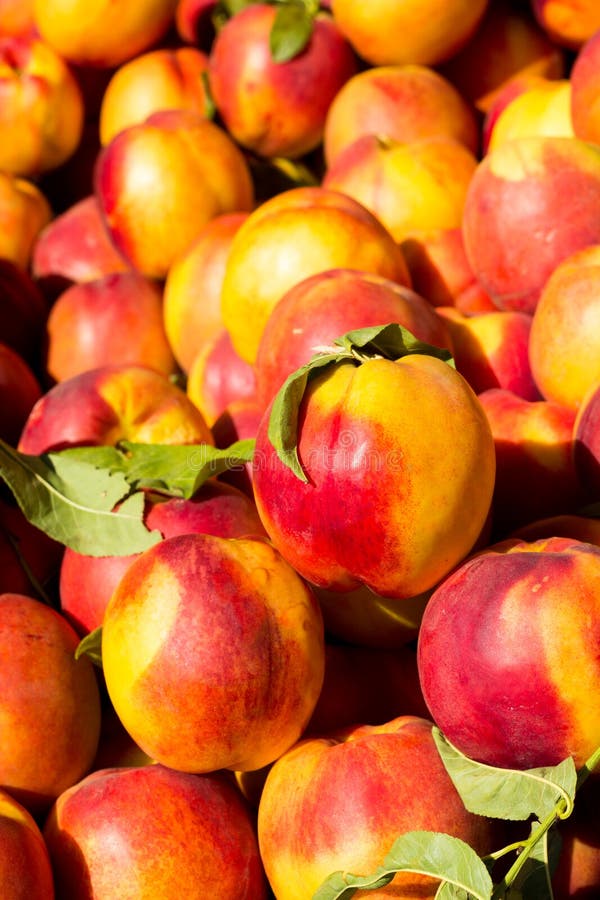 Peaches Background stock photo. Image of frame, drink - 33235256