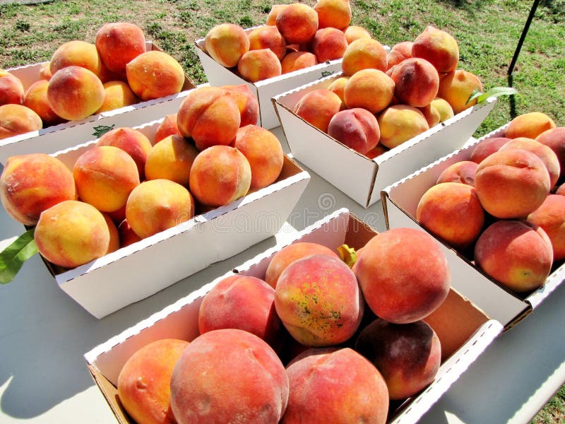 Peaches by the box stock photo. Image of orchard, fruit - 23936238