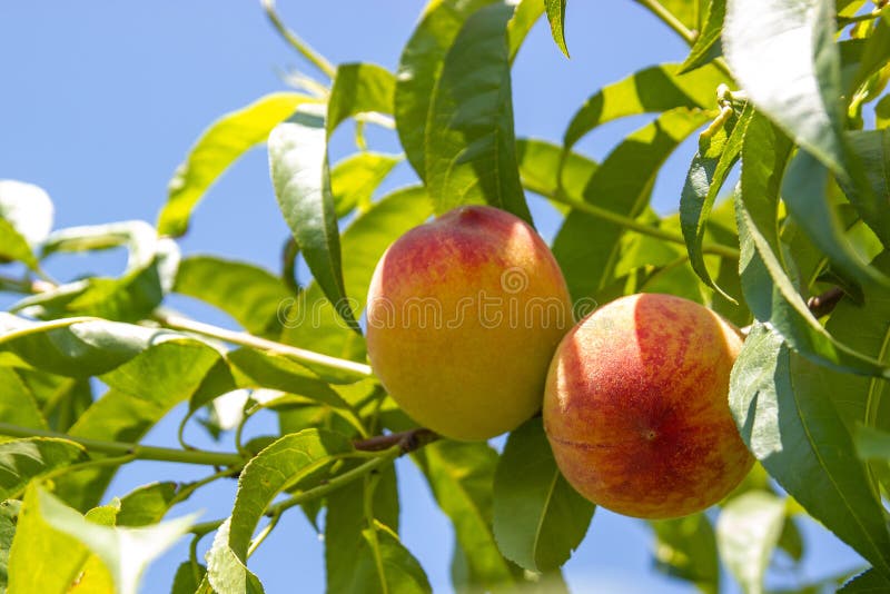 Peaches on a Branch of a Peach Tree Stock Image - Image of fresh ...