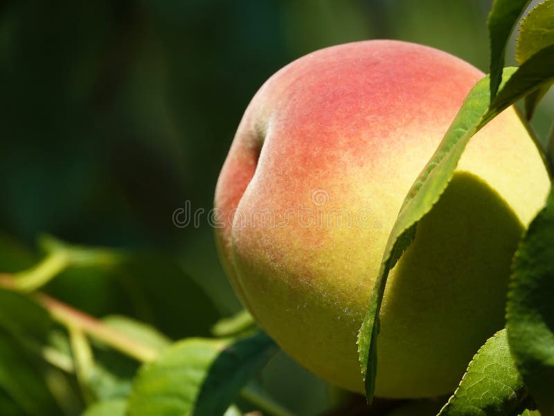 Peaches on a branch stock image. Image of spring, tourists - 254776529