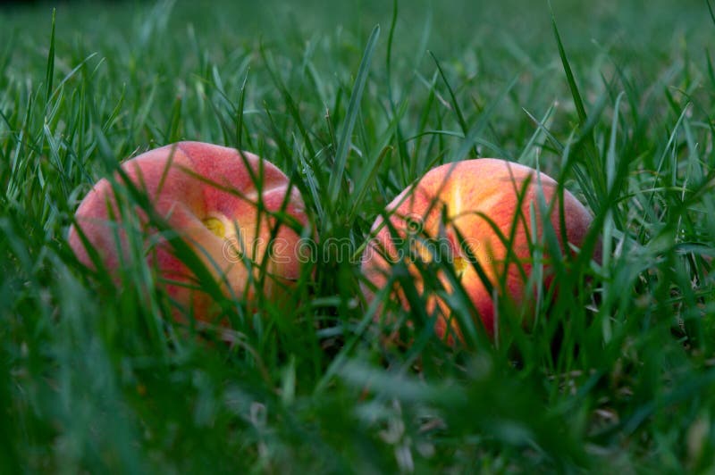 Peaches on the grass stock photo. Image of natural, peach - 155733874