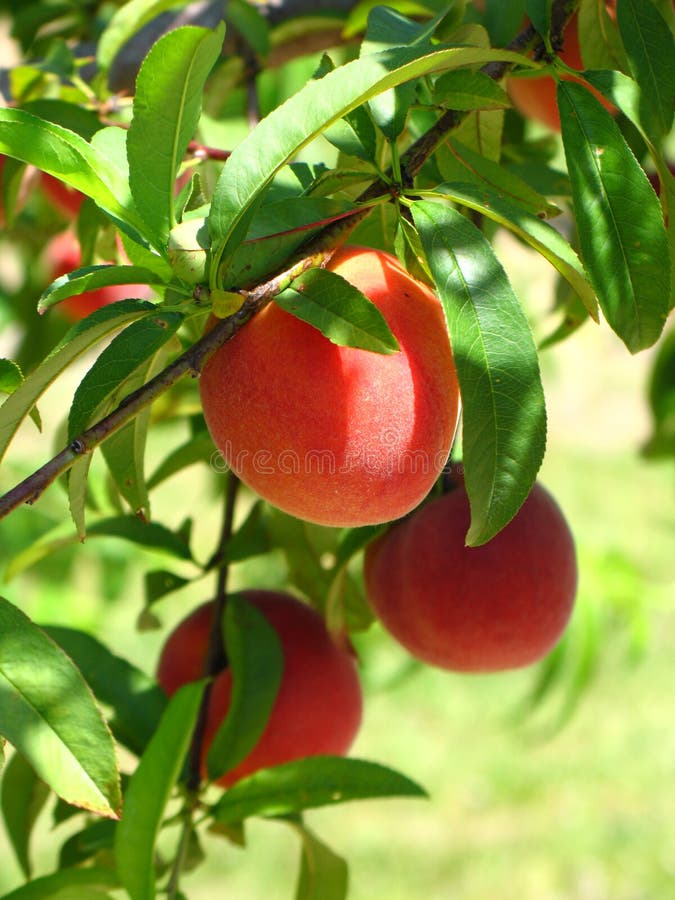 42+ Green peaches tree Free Stock Photos - StockFreeImages