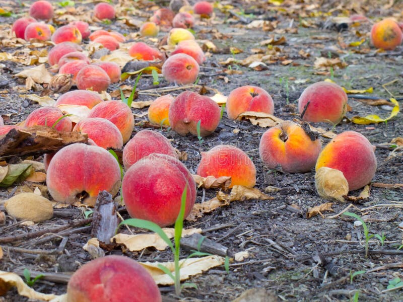 Peaches on the ground stock photo. Image of garden, rain - 20585236