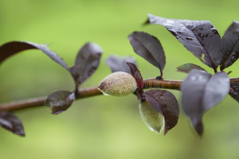 Peach Tree Growing in the Stem with Purple Leaves Stock Image - Image ...
