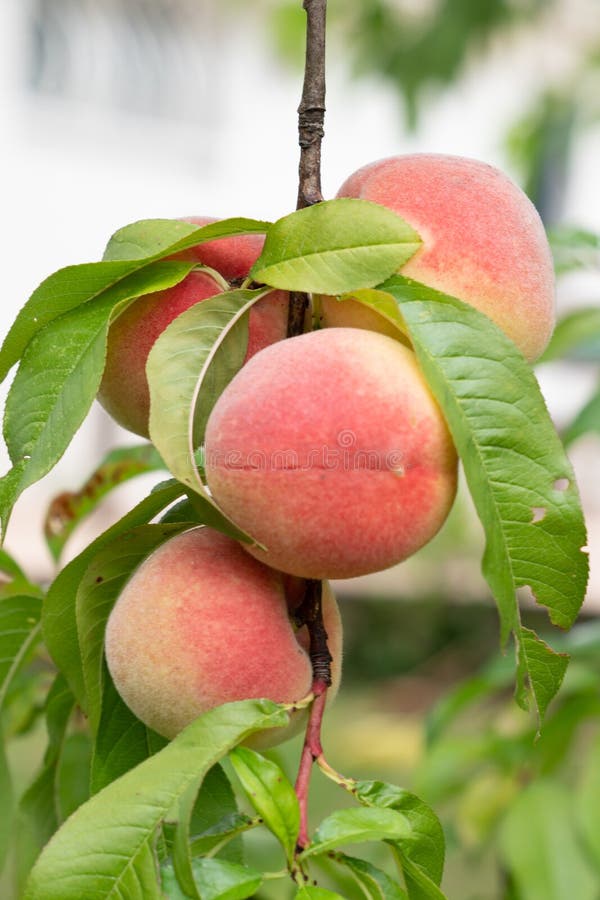 Peaches Hanging on Peach Tree Branch Stock Image - Image of colours ...