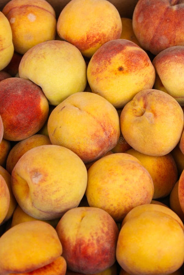 Peaches stock photo. Image of peach, orange, sizes, rounded - 83338884