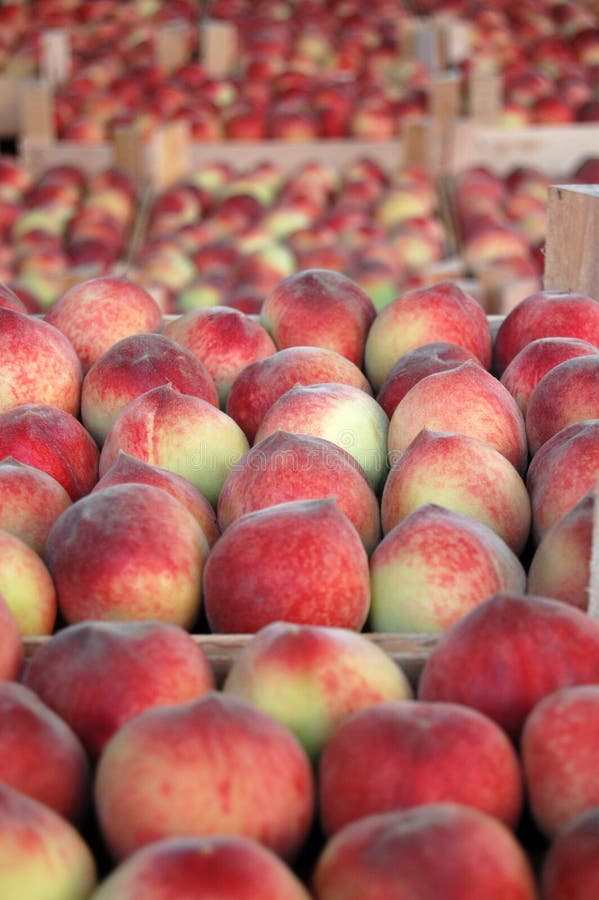 Peaches stock image. Image of organic, food, bone, green - 31584005