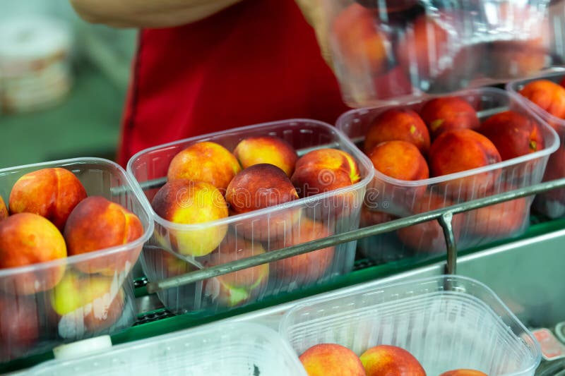 Peaches in Plastic Containers on Packing Conveyor Belt Stock Image ...
