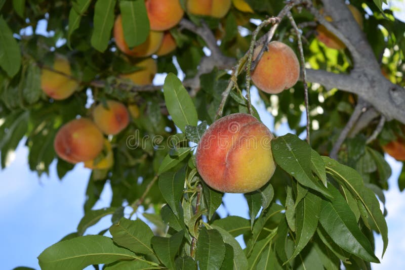 Peaches ripe for plucking stock image. Image of daytime - 90371937