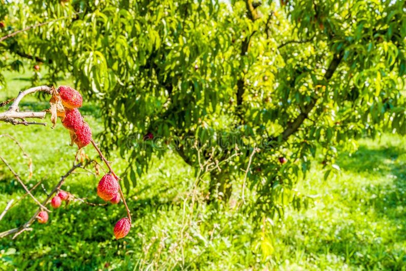 Dead Peach Trees Stock Photos - Free & Royalty-Free Stock Photos from ...