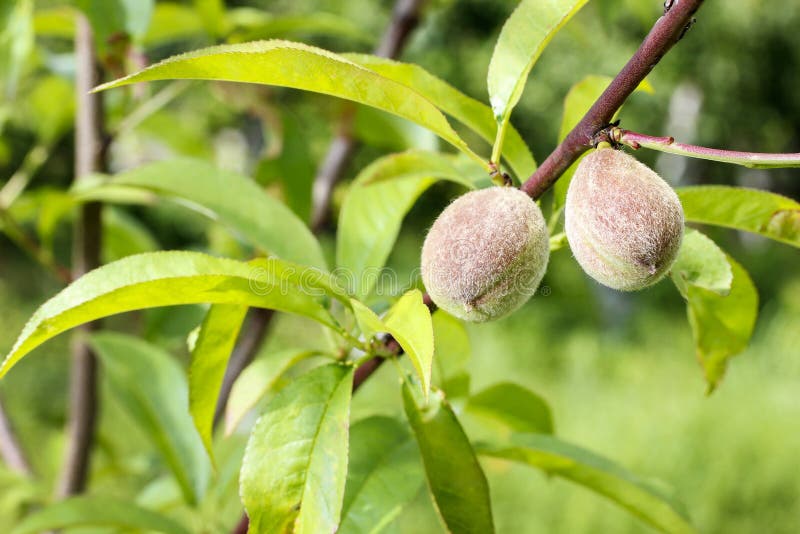 Peaches ripening on tree stock photo. Image of leaves - 41221984