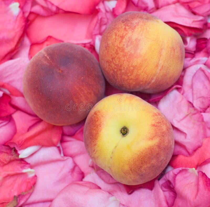 Peaches on rose petals stock image. Image of orange, beauty - 17599535