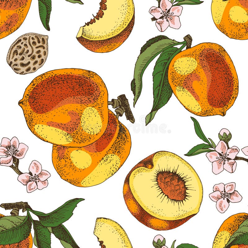 Peaches Seamless Pattern Vector Illustration Stock Illustration ...