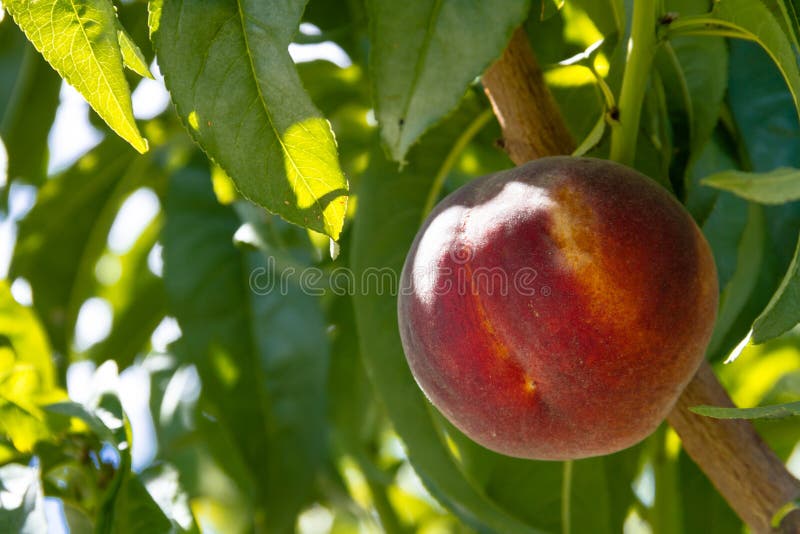 Peaches stock image. Image of agriculture, nature, harvest - 37628737