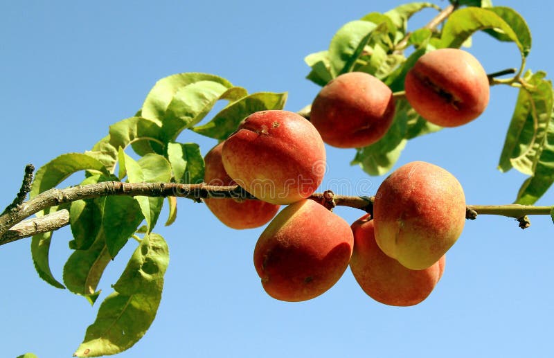 Peaches stock image. Image of healthy, colorful, leaf - 33288399
