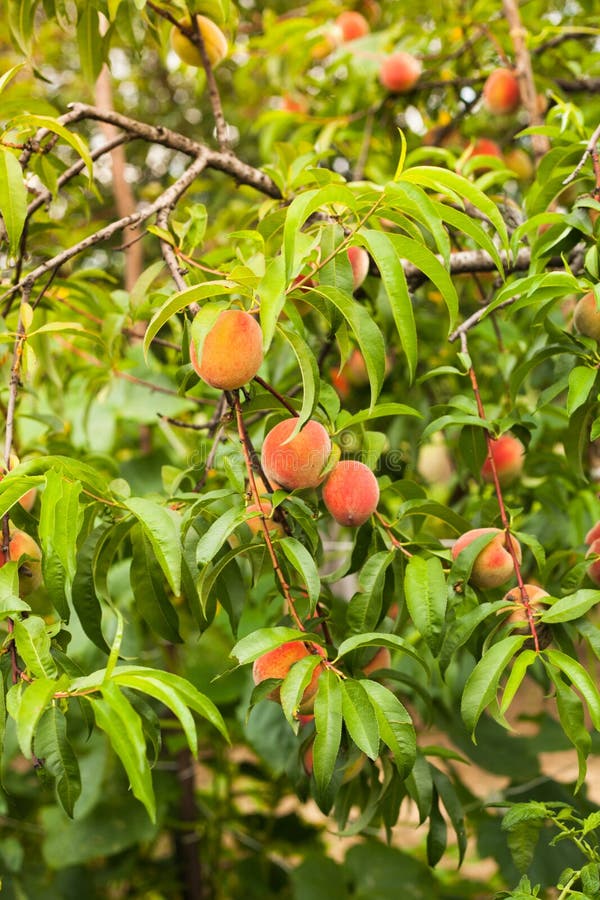 Peaches on a tree stock photo. Image of crop, agriculture - 28843192