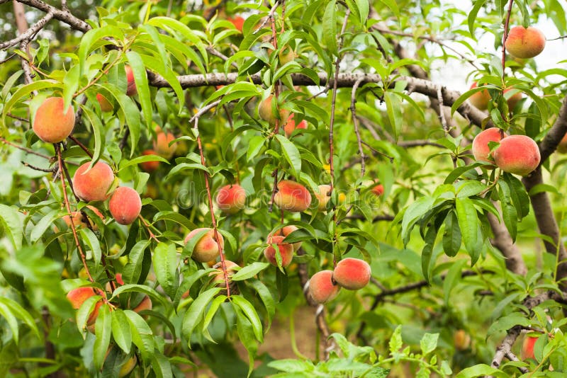 Mango tree stock image. Image of tropical, crop, agriculture - 9742865