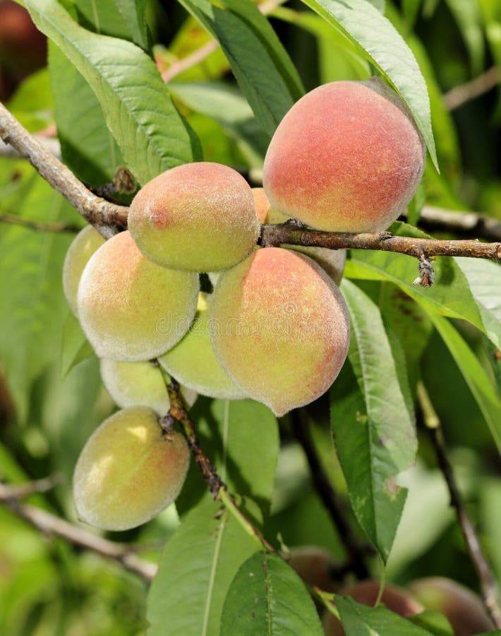 Peaches stock image. Image of barn, organic, healthy, fresh - 3640493