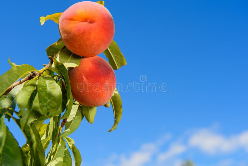 Peaches on the Tree Branches, Blue Sky, Closeup Stock Photo - Image of ...