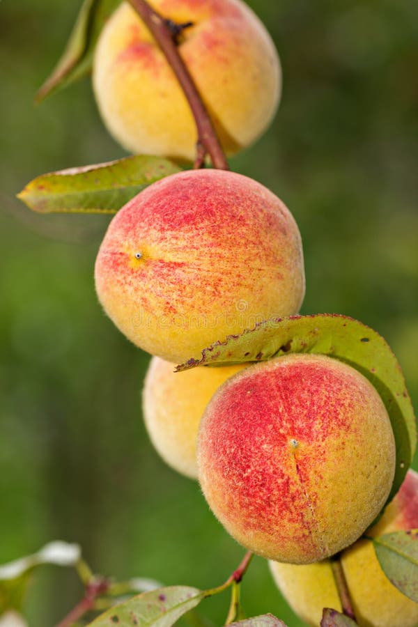 Peach Tree Branches With Ripening Fruit Stock Image - Image of farm ...