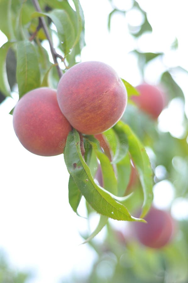 Peaches on Tree in a French Orchard Stock Photo - Image of ripe, europe ...