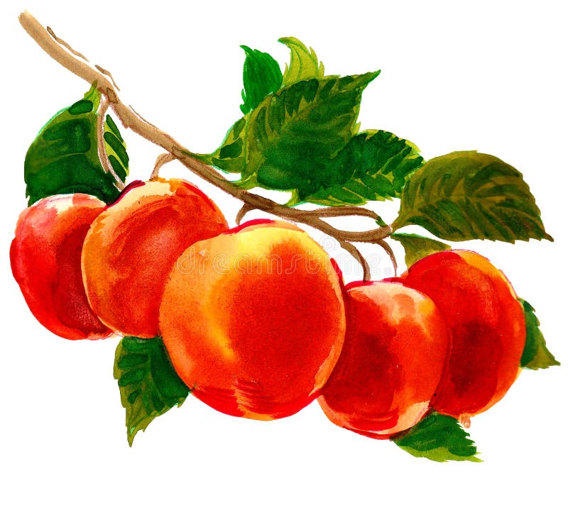 Peachers Stock Illustrations – 1 Peachers Stock Illustrations, Vectors ...