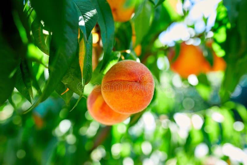 Peaches on the Tree, Ripe Summer Peaches Growing in a Orchard Stock ...