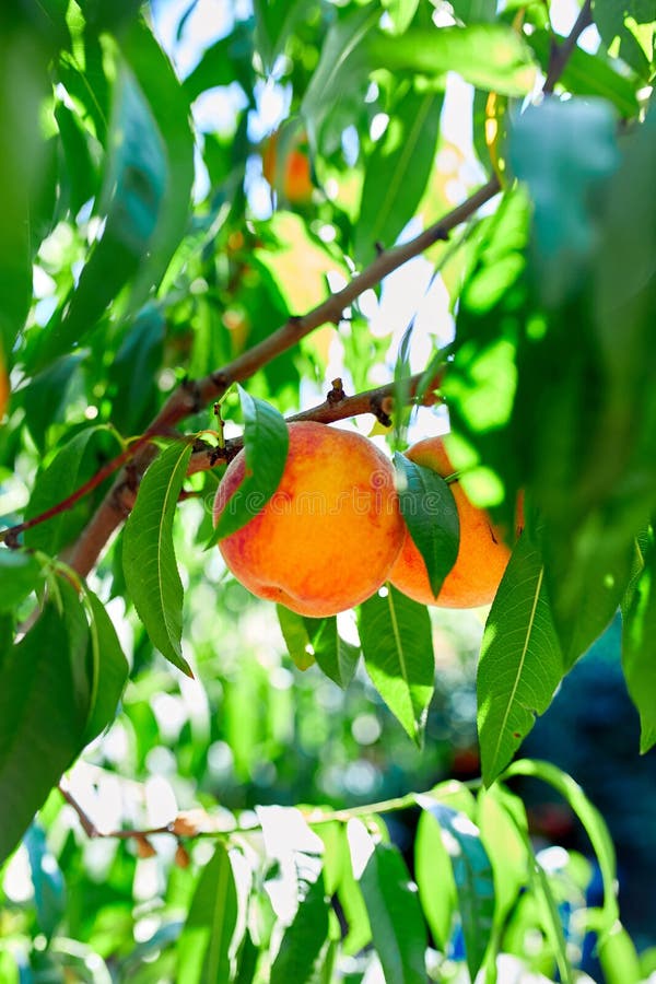 Peaches on the Tree, Ripe Summer Peaches Growing in a Orchard Stock ...