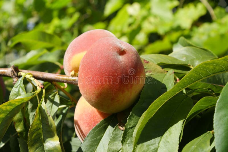 Peaches on the tree stock image. Image of peaches, peach - 256903447