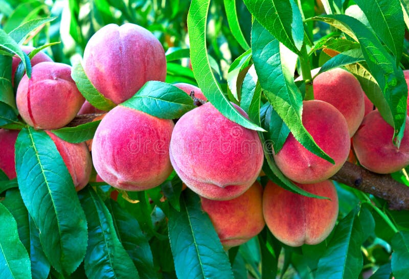 Young peach trees stock image. Image of growing, grove - 14293521