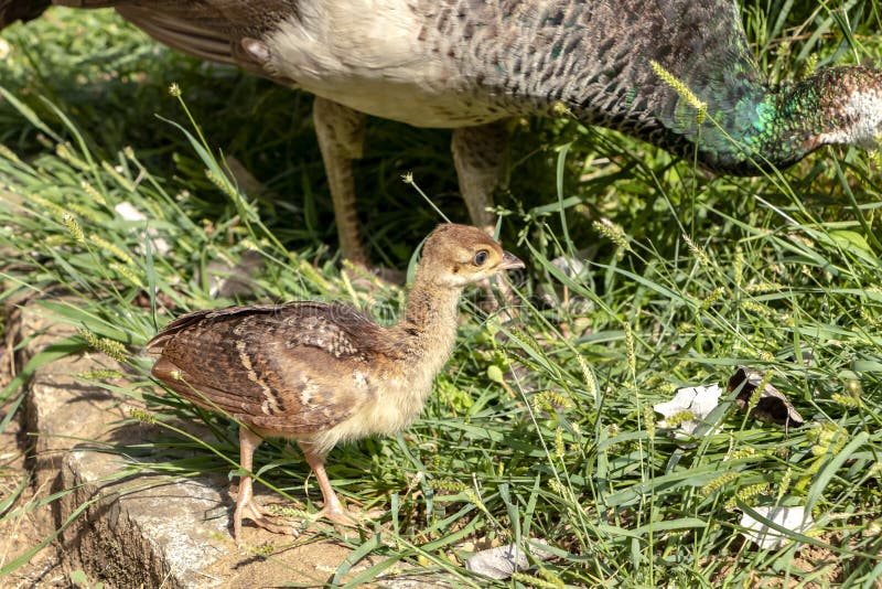 Peachick in close up stock image. Image of wildlife - 126254701