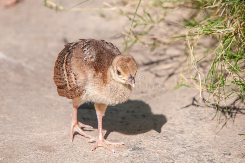 Peachick stock photo. Image of offspring, bird, wildlife - 51746906