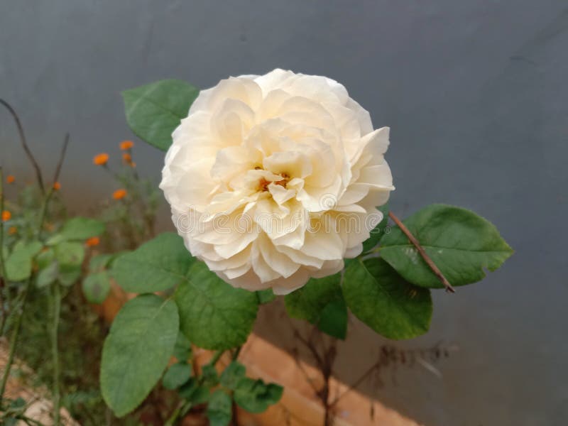 Peachy peach rose stock photo. Image of bouquet, plant - 267121422