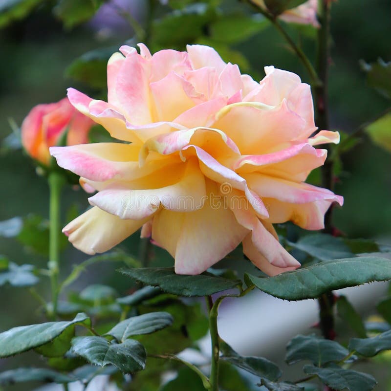 Peachy pink stock image. Image of peachy, pink, garden - 155186341