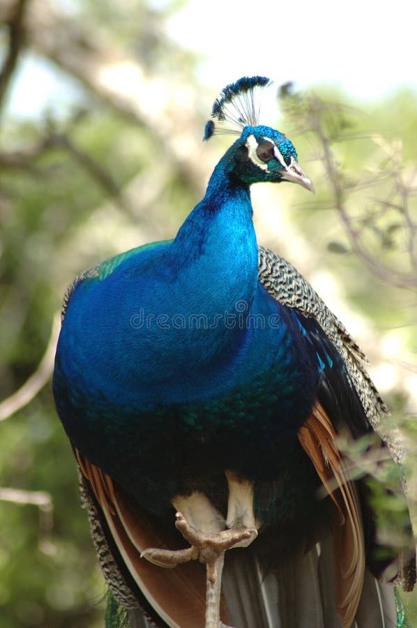 Peacock Whole Body View Blue Peacock, Pavo Cristatus, Side View,