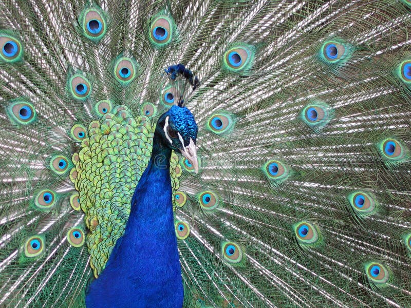 594 Peacock Structure Stock Photos - Free & Royalty-Free Stock Photos ...