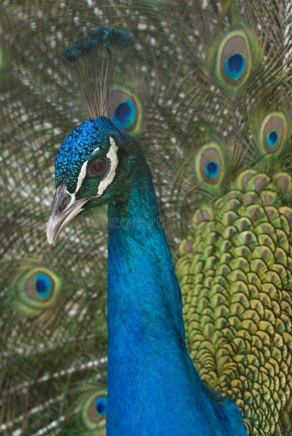 167 Beautiful Fancy Peacock Bird Silhouette Stock Photos - Free ...